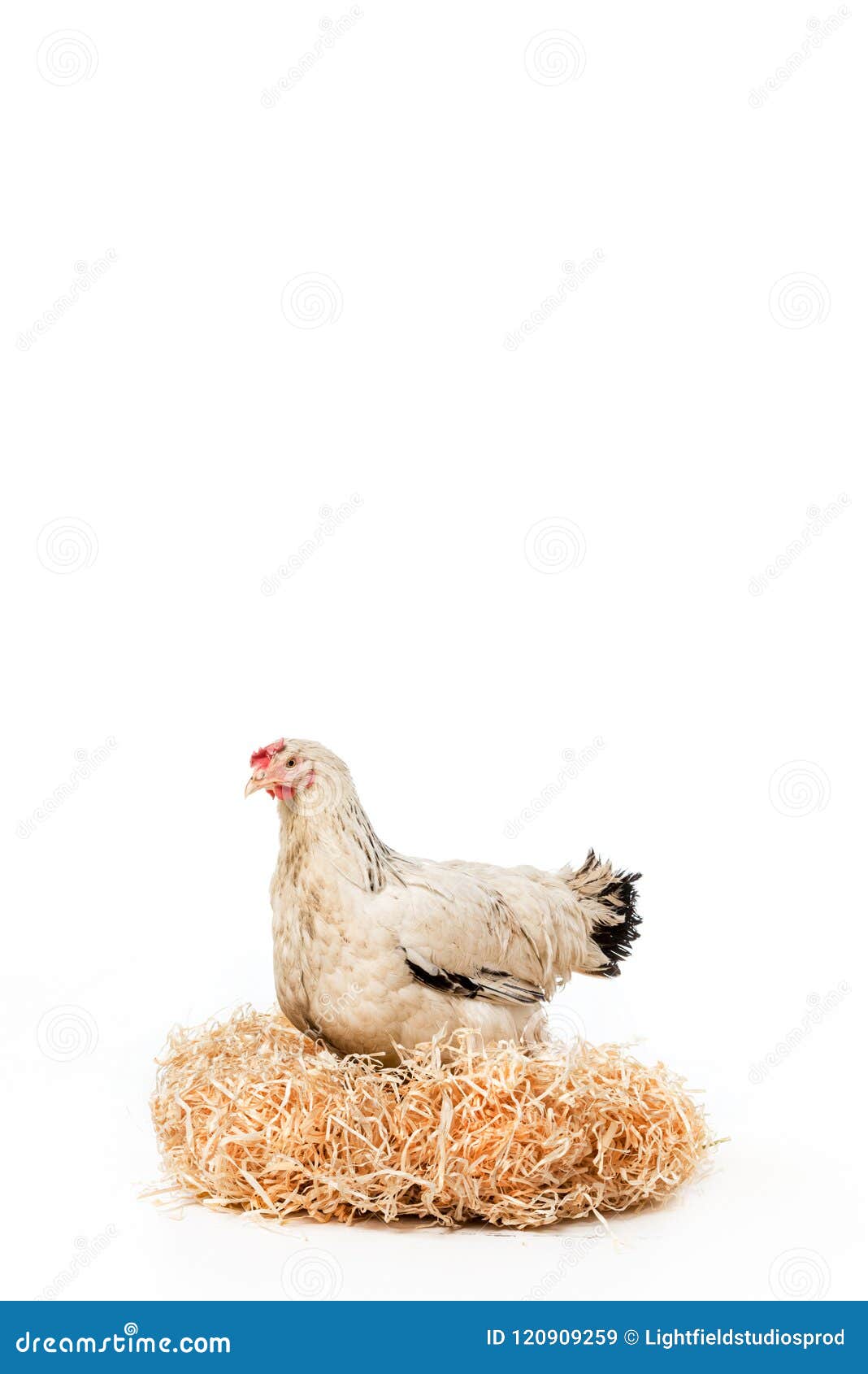 White Hen Sitting on Nest with Eggs Stock Image - Image of isolated ...