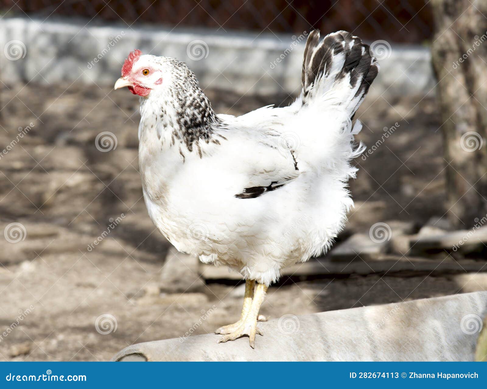 A White Hen is Standing in the Barnyard. Close-up Stock Image - Image ...