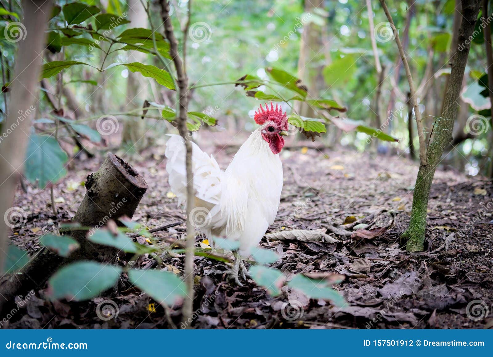 White Hen Standing in the Middle of the Forest Stock Photo - Image of ...