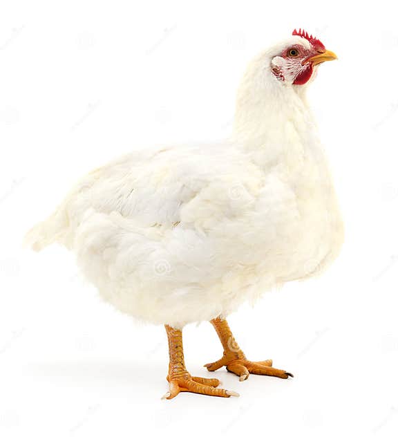 White hen on white. stock image. Image of livestock - 107036537