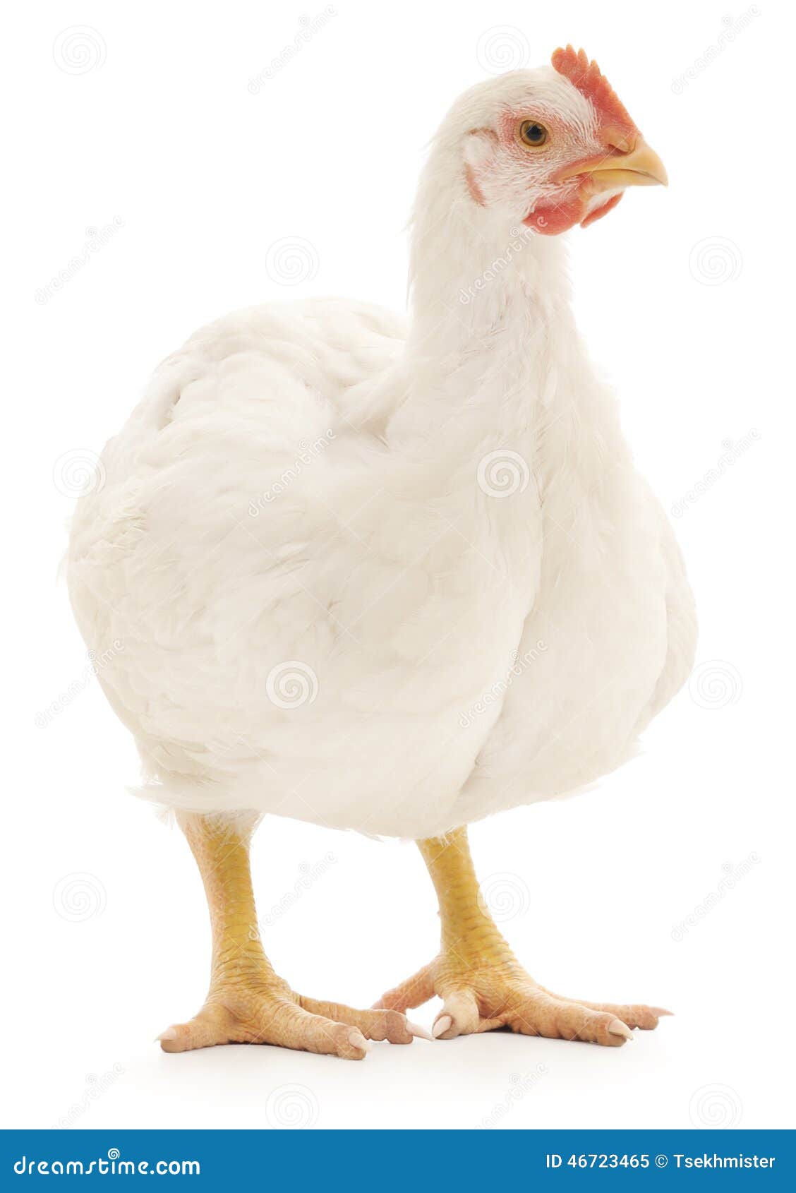 White hen stock image. Image of beak, legs, poultry, livestock - 46723465