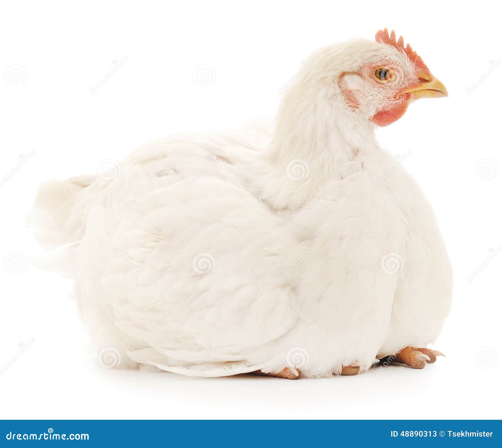 White hen stock image. Image of poultry, rural, livestock - 48890313