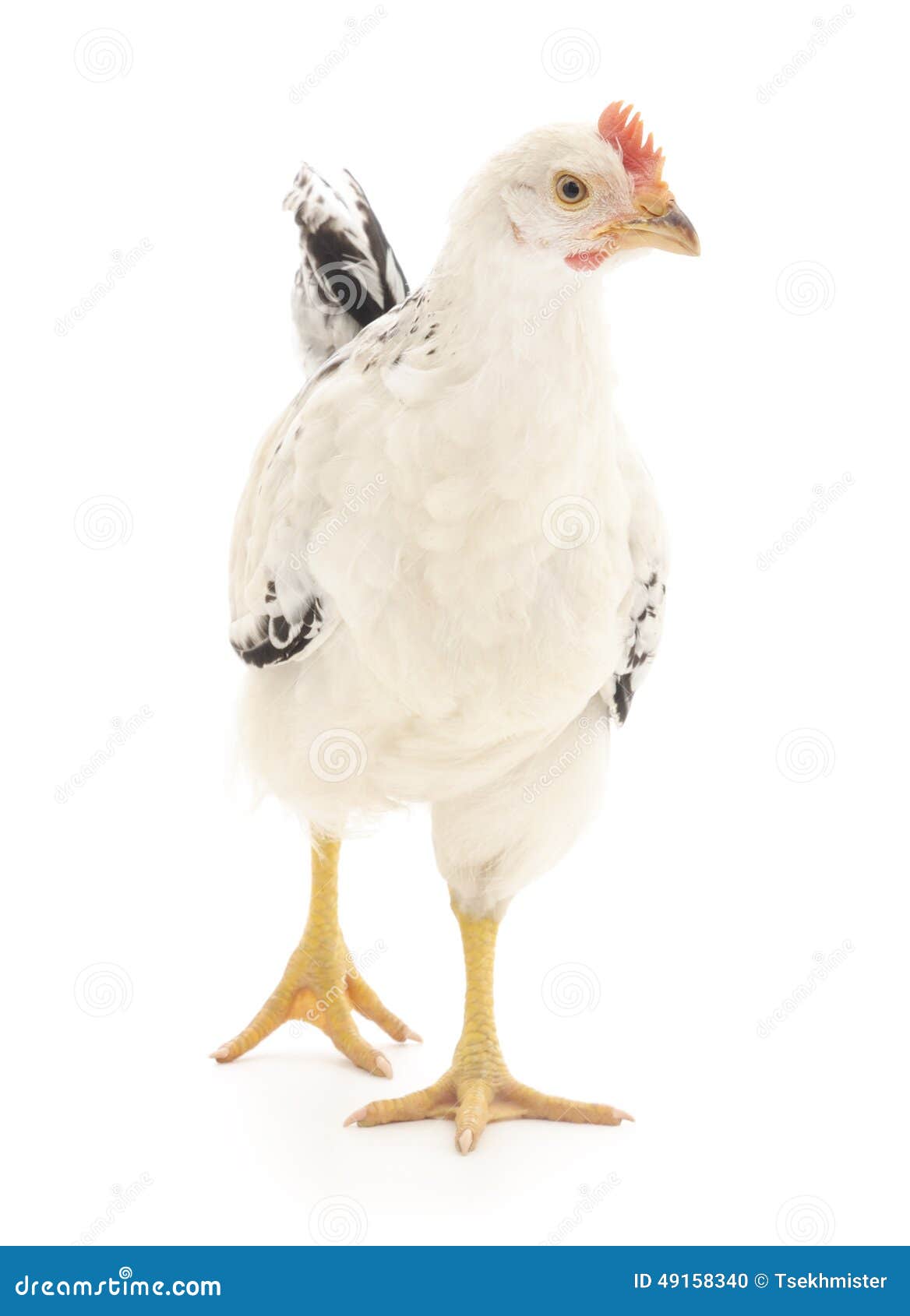 White hen stock photo. Image of color, domestic, closeup - 49158340