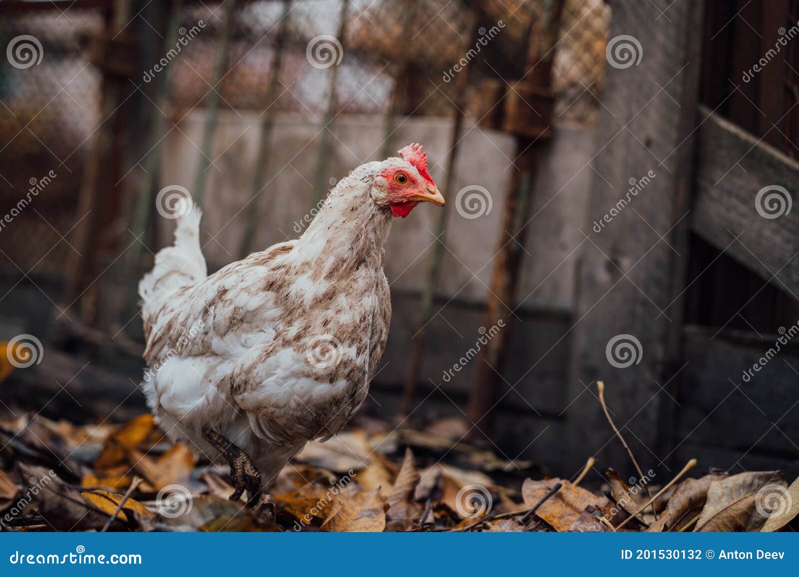 White Hen Walks in the Paddock. a White Hen Walks in an Aviary on an ...