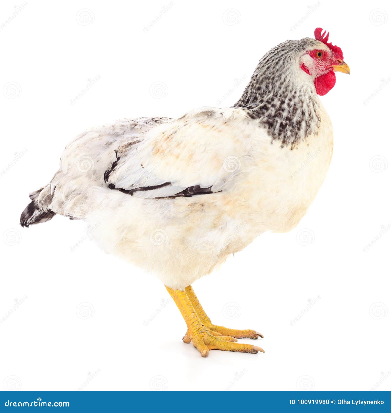 White hen . stock photo. Image of young, domestic, livestock - 100919980