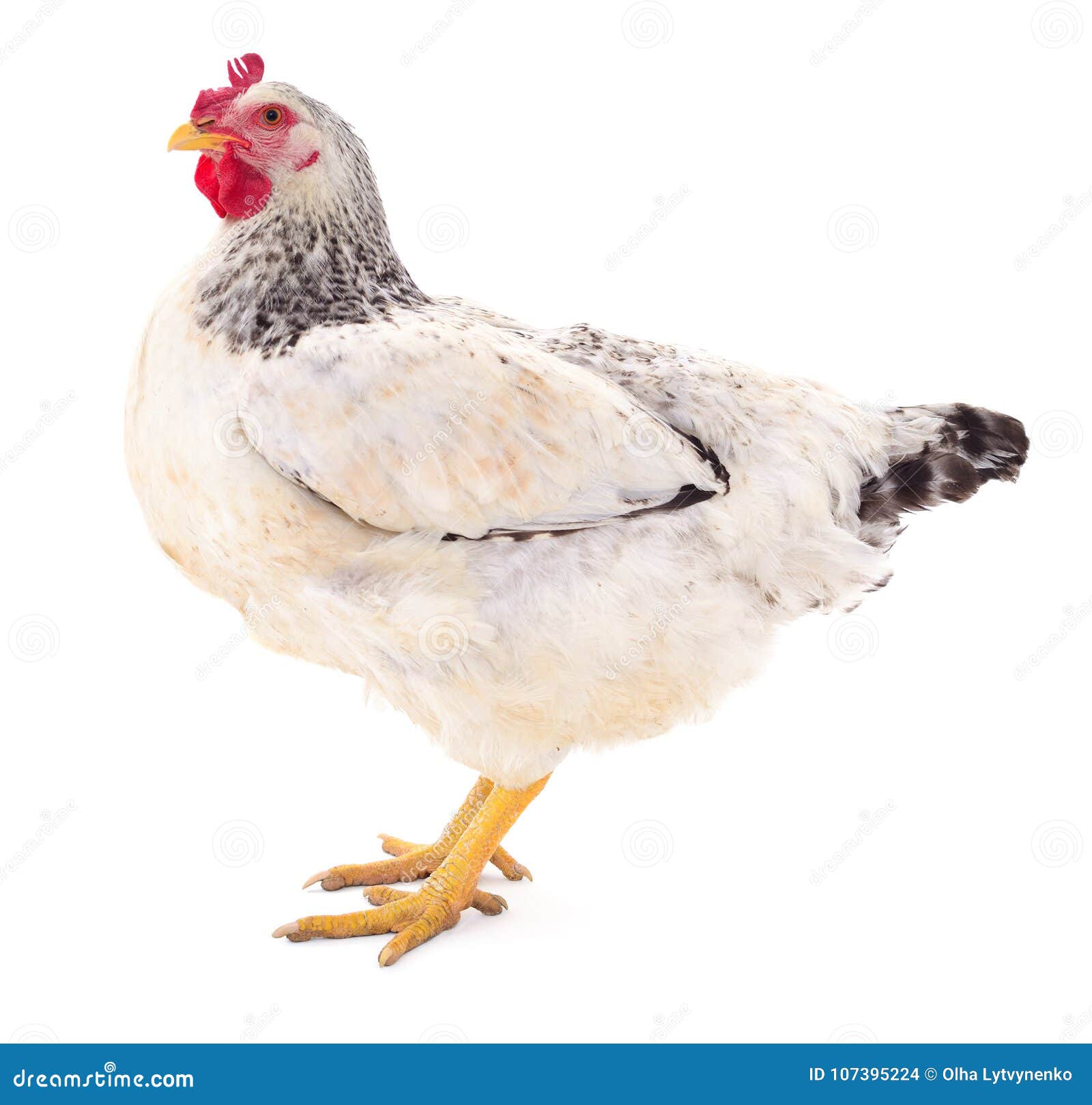 White a hen. stock photo. Image of isolated, animals - 107395224