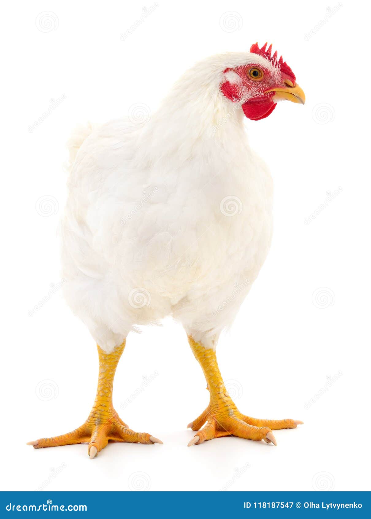 White hen . stock image. Image of background, birds - 118187547