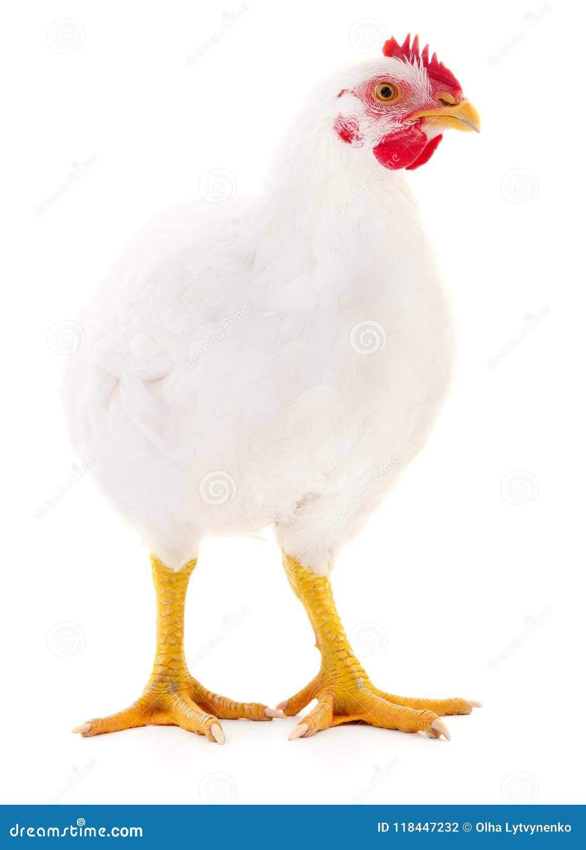 White hen . stock photo. Image of pets, standing, background - 118447232