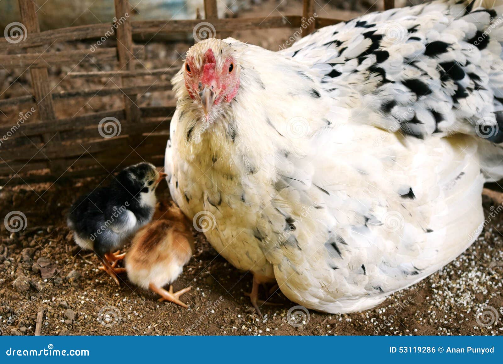 White Hens are Fed Chick Brown into Pins in the Hen Stock Photo - Image ...