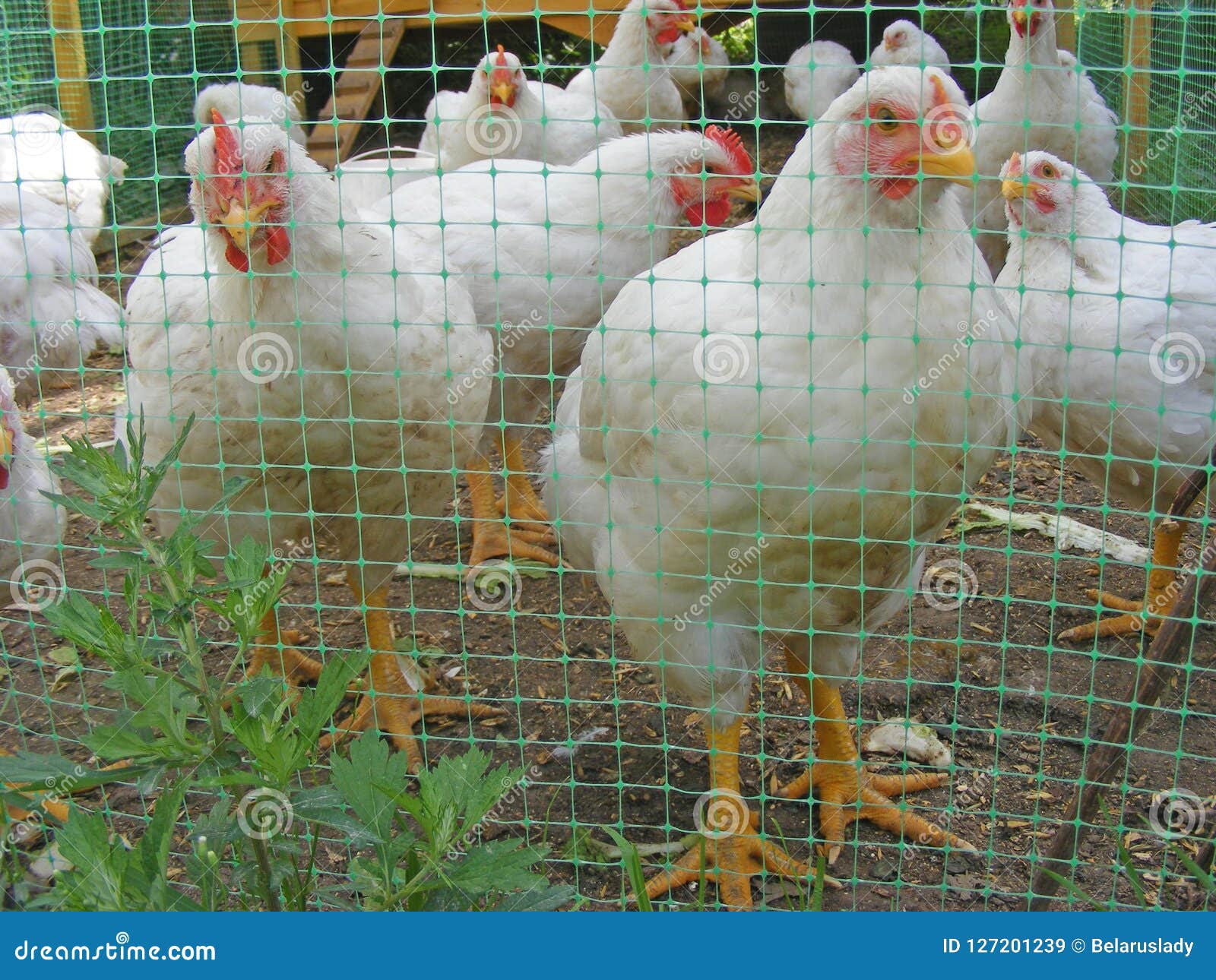 White Broiler Hens of 2 Months Old Stock Image - Image of healthy ...