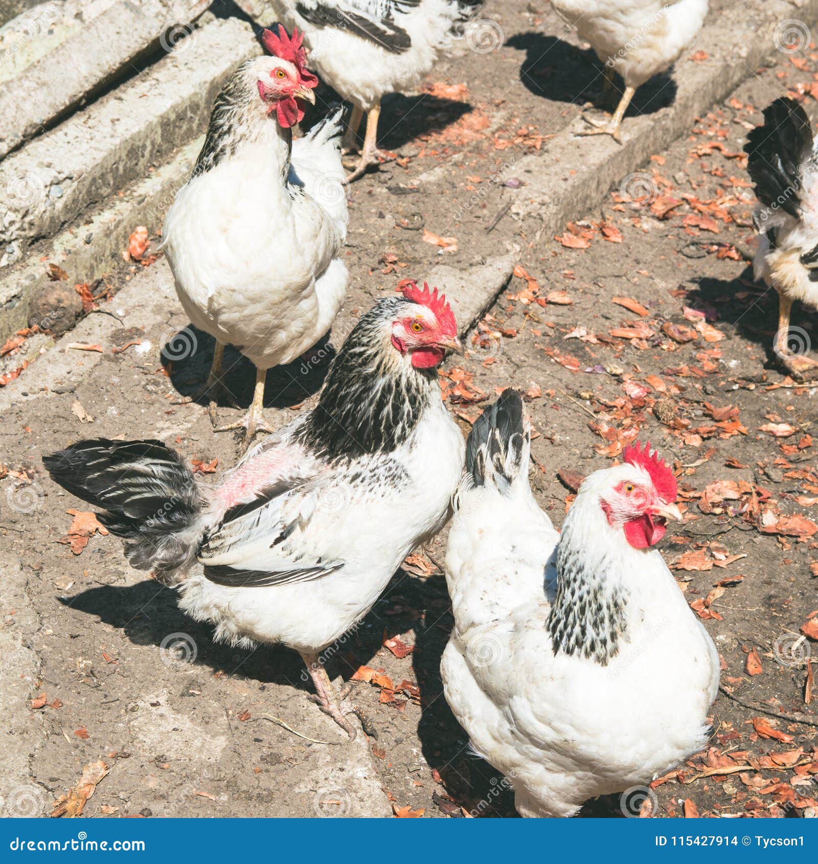 White hens stock photo. Image of crest, captivity, domestic - 115427914