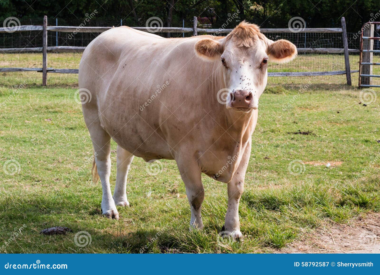 White Hereford Cow Front View Stock Image - Image of countryside ...