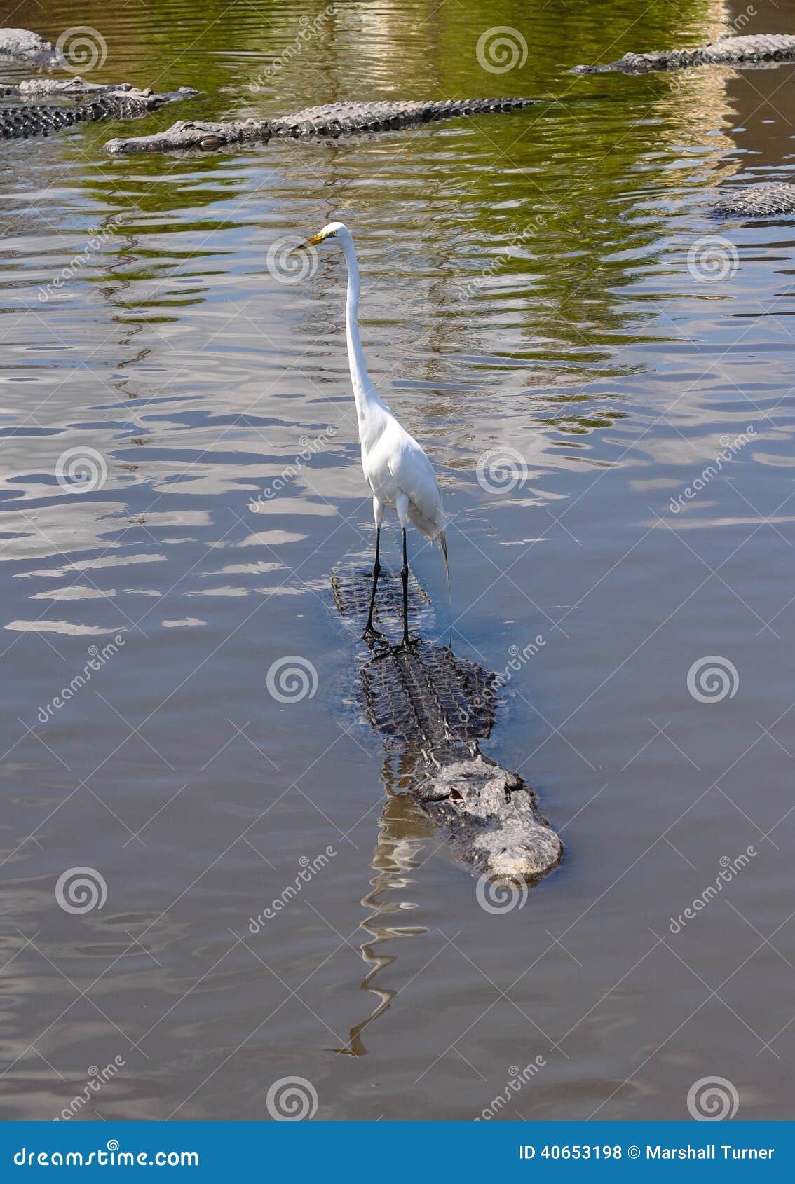 White Heron on Alligator stock photo. Image of lake, reptile - 40653198