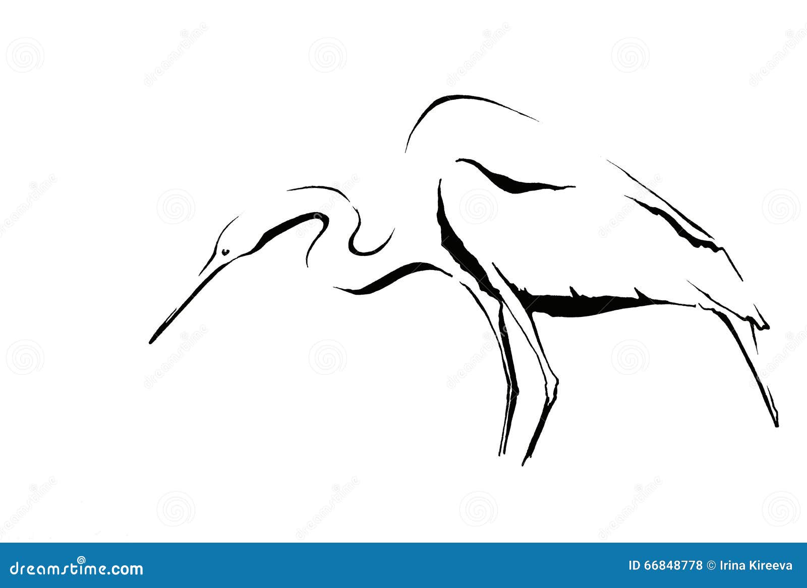 White bird ink sketch stock photo. Image of fauna, biology - 66848778