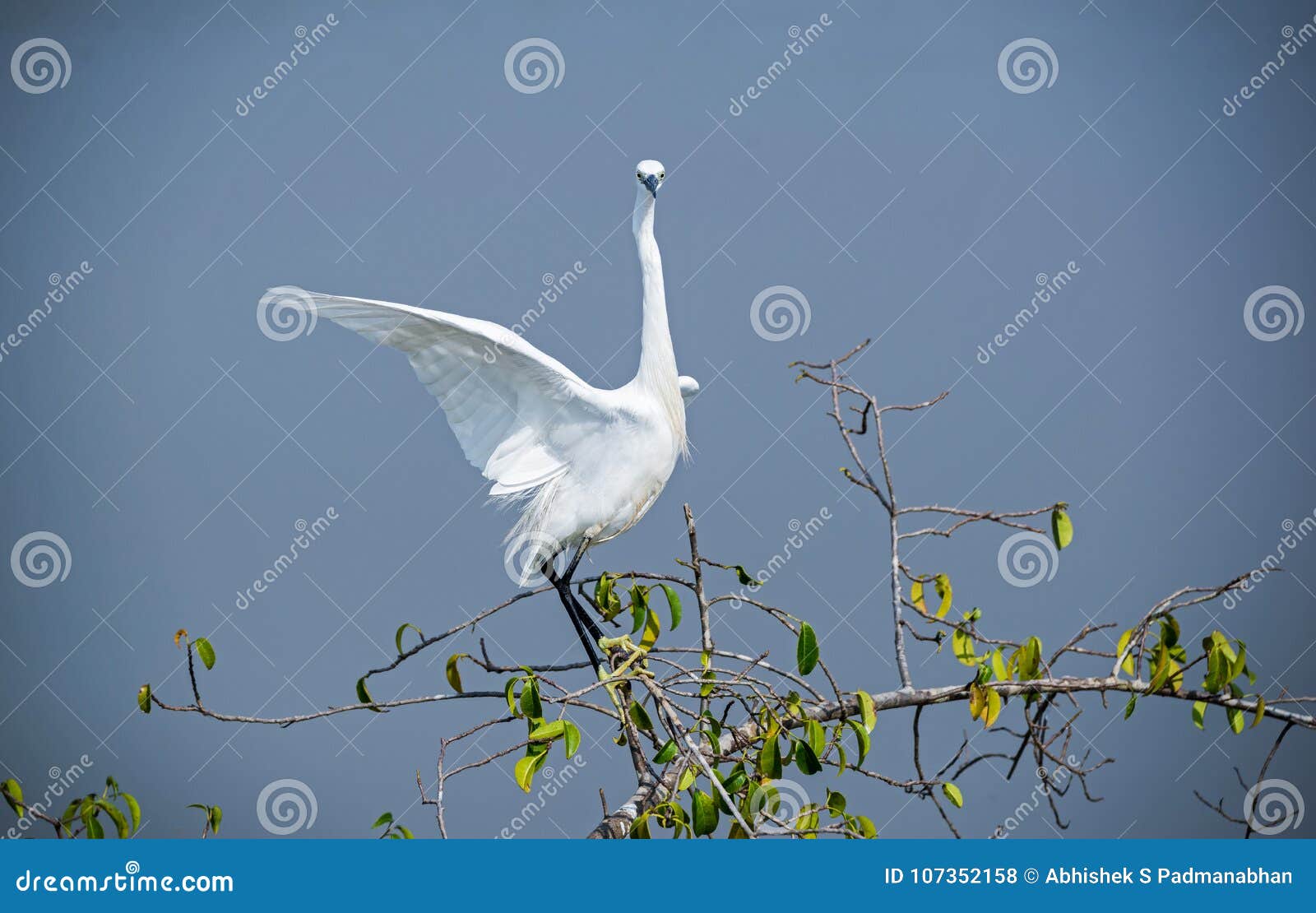 White Heron Bird Pointing Wings Stock Photo - Image of beautiful ...