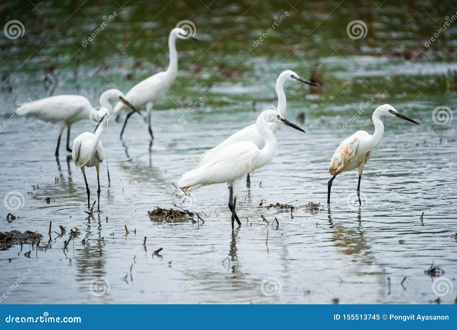White Heron, Bittern,or Egret Walking in the Fields in Thailand.shallow ...