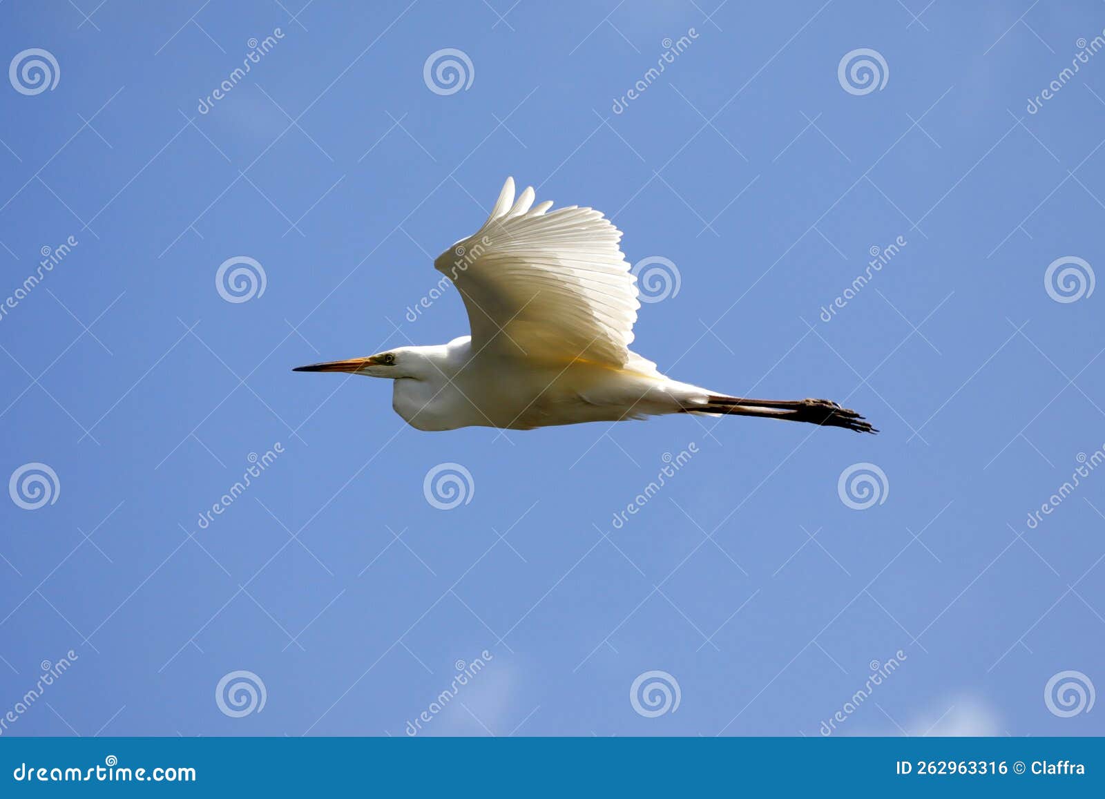 White Heron Flying in a Bright Sky Stock Photo - Image of outdoors ...