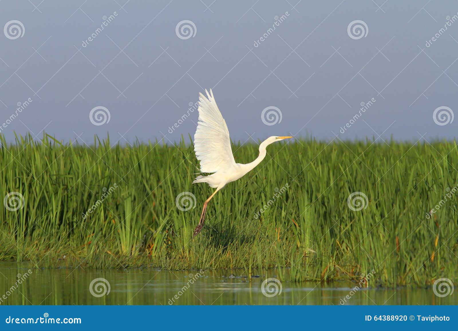 White Heron Flying Over Marsh Stock Photo - Image of great, large: 64388920