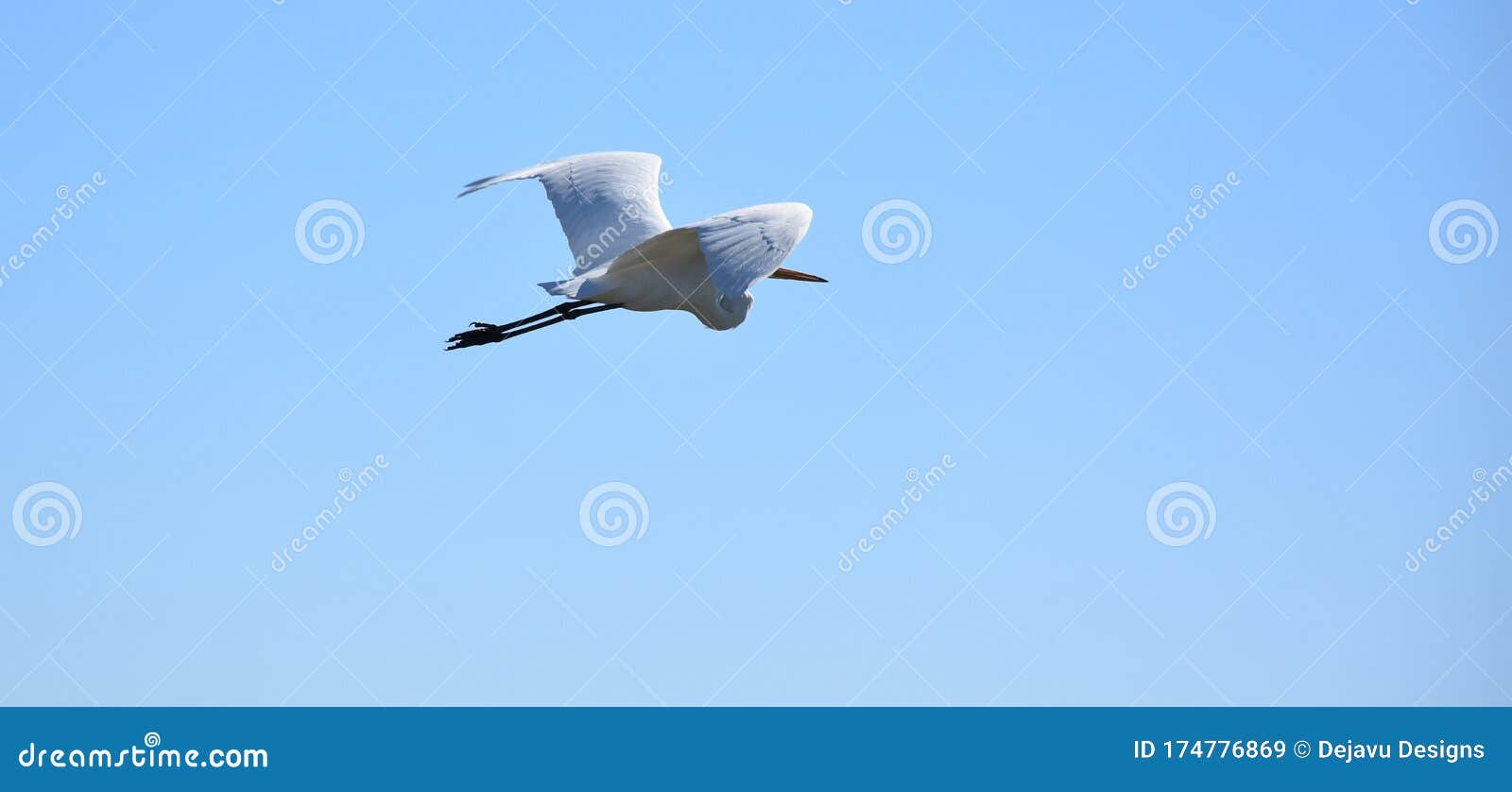 White Heron Flying with Toes Pointed in the Sky Stock Image - Image of ...