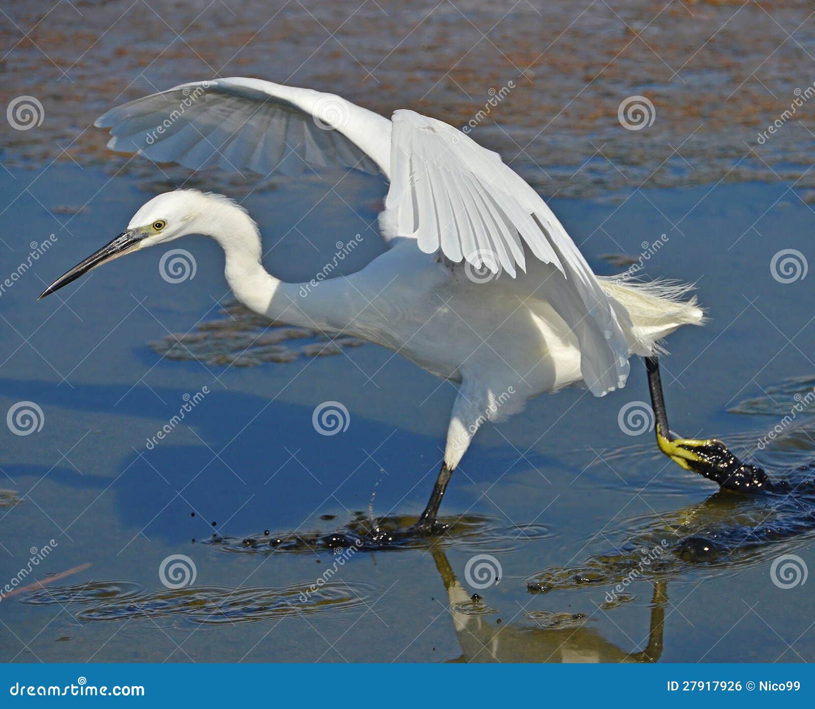 White Heron Running on Marsh Surface Stock Photo - Image of egrets ...