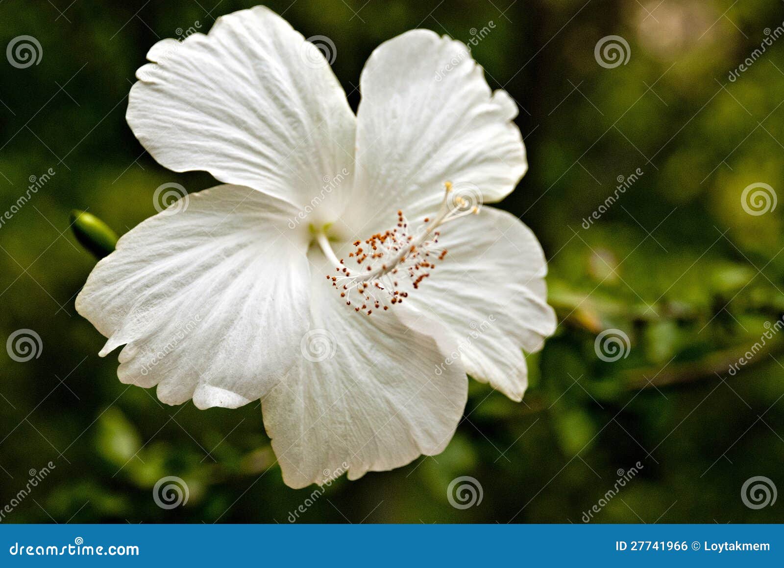 White Hibiscus stock photo. Image of nature, growth, royal - 27741966