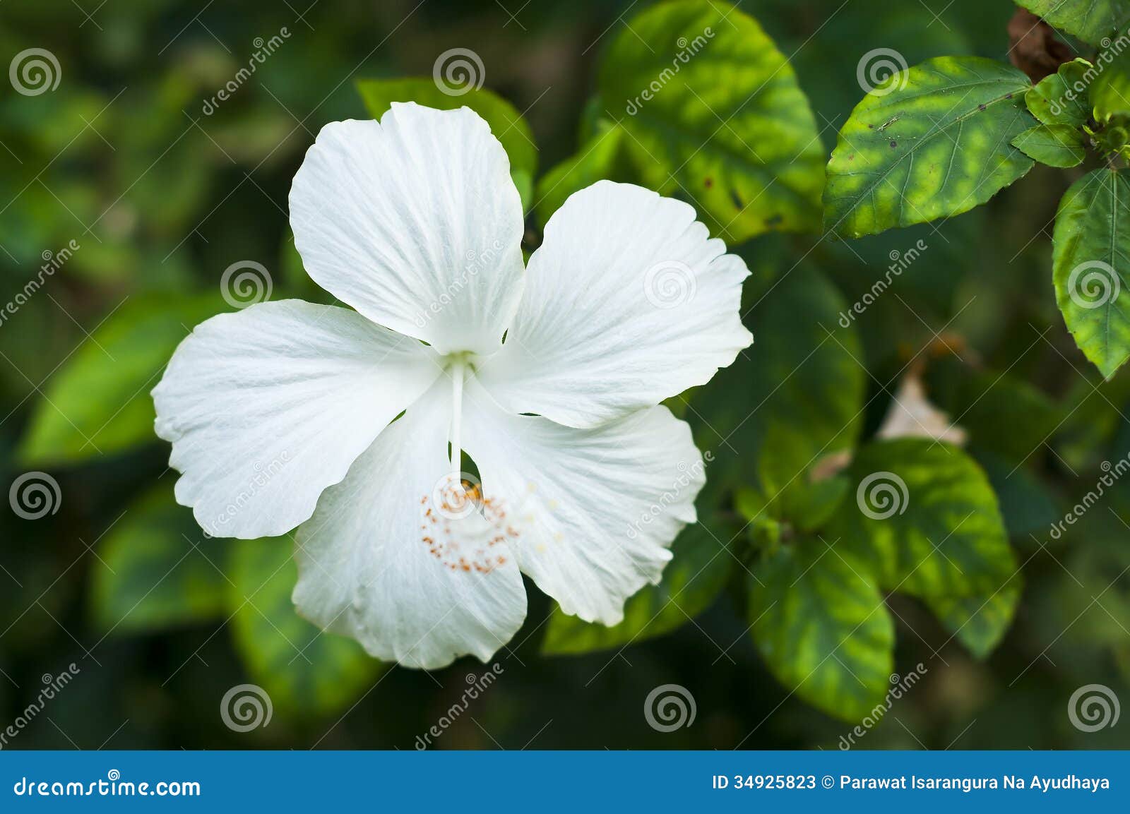 White Hibiscus. stock image. Image of beautiful, bright - 34925823
