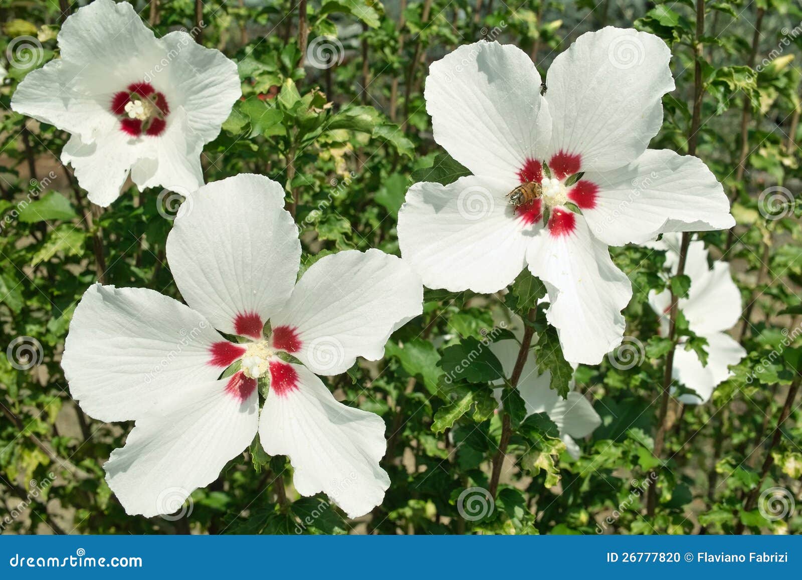 White hibiscus flowers stock photo. Image of shrub, petals - 26777820