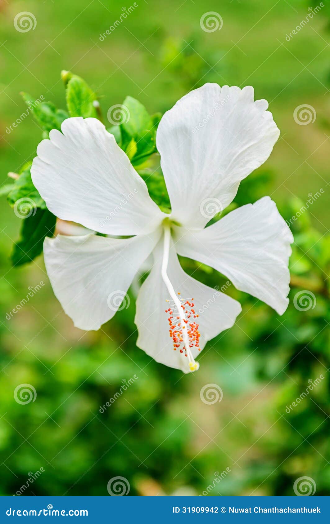 White hibiscus flowers stock photo. Image of flora, beautiful - 31909942