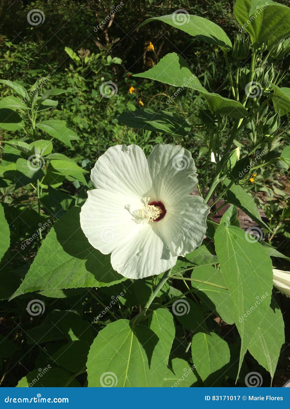 White hibiscus stock image. Image of leaves, white, hibiscus - 83171017