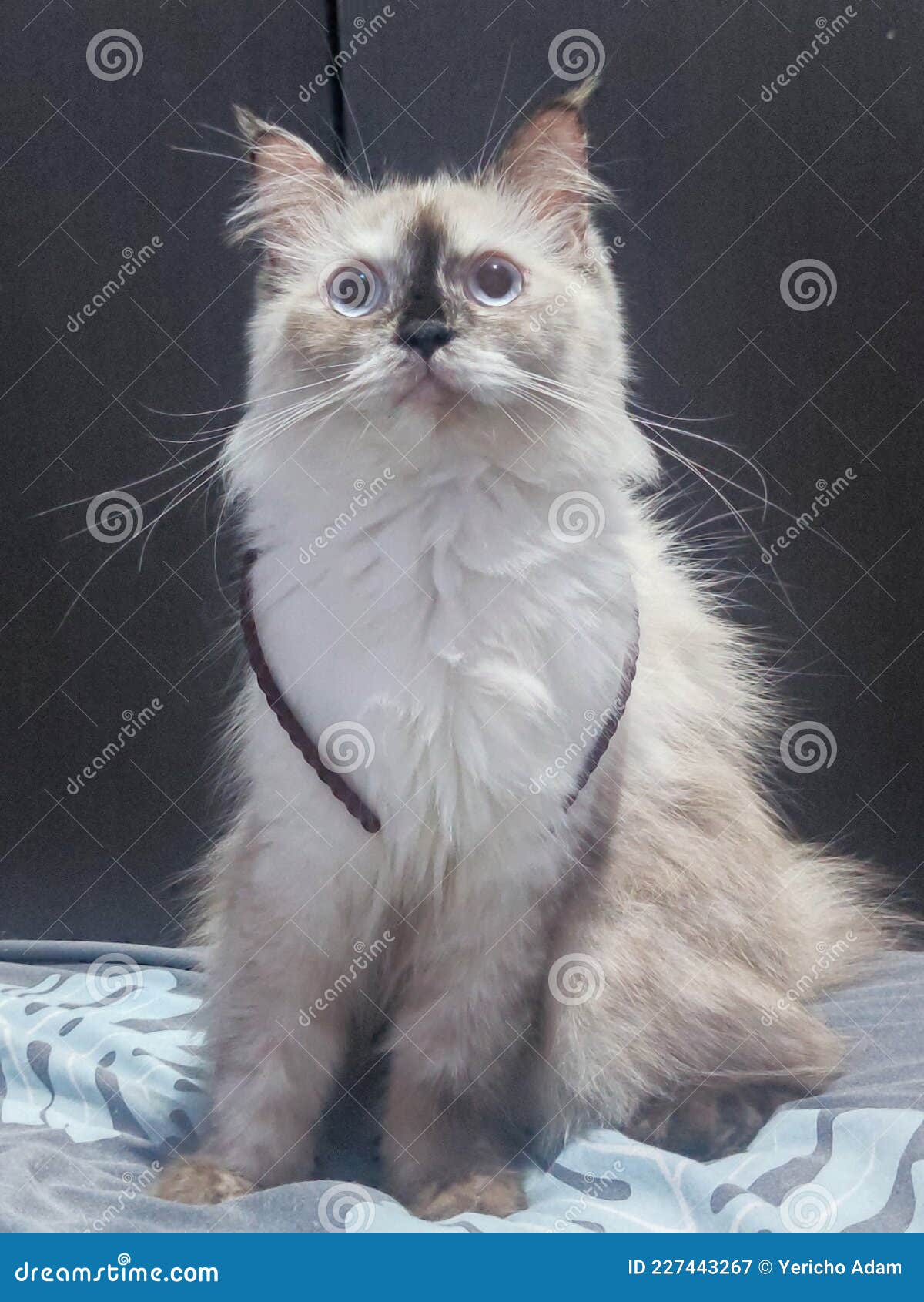 White Himalayan Cat with Bando Stock Image - Image of kitten, white ...