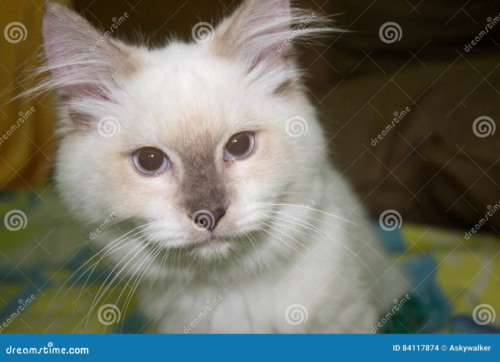 White Himalayan Dog Resting In The Natural Environment Stock ...