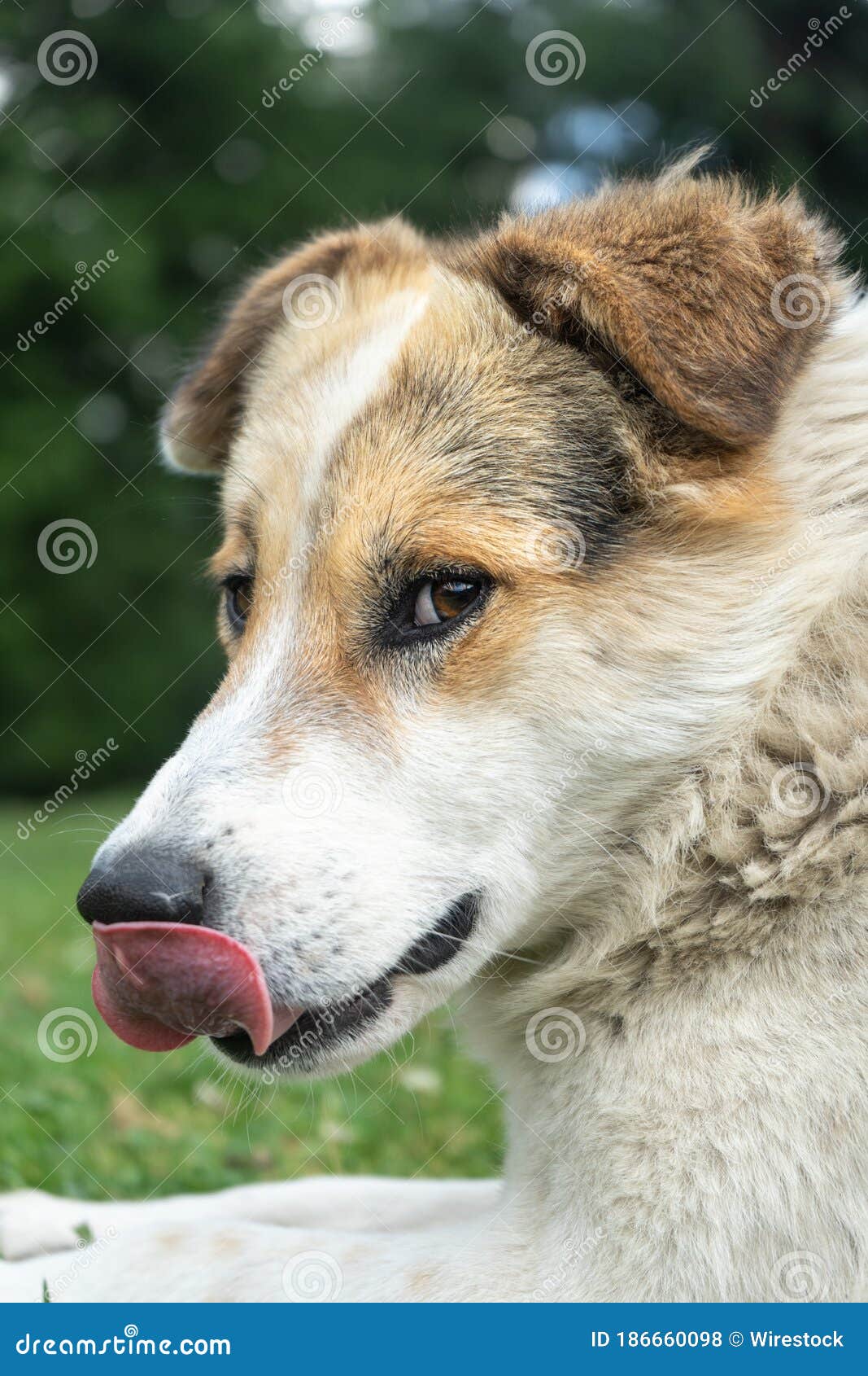 White Himalayan Dog Resting in the Natural Environment Stock Photo ...