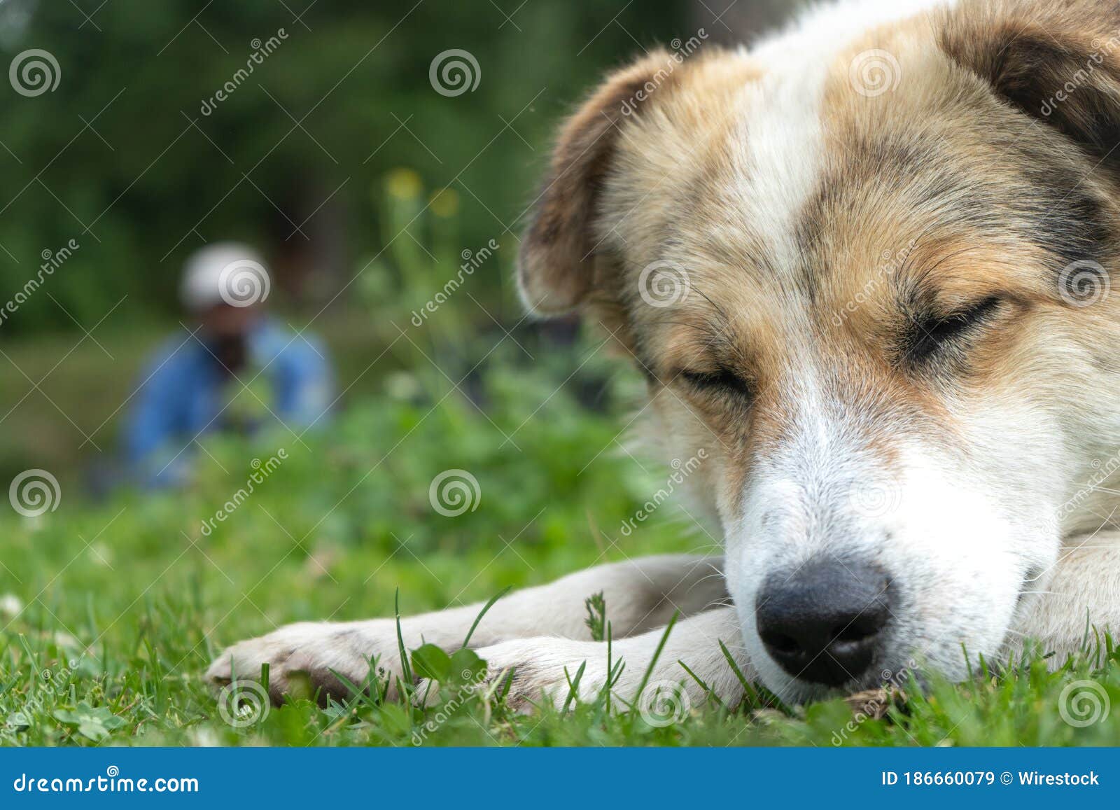 White Himalayan Dog Resting in the Natural Environment with the Closed ...
