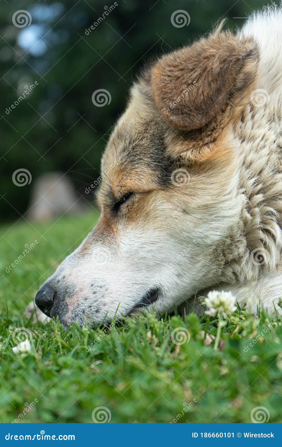 White Himalayan Dog Resting in the Natural Environment with the Closed ...