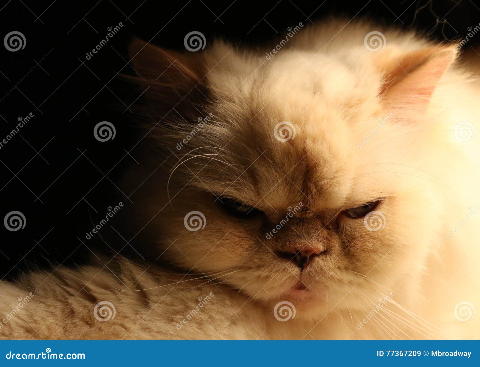 White Himalayan Persian Falling Asleep Stock Image - Image of asleep ...