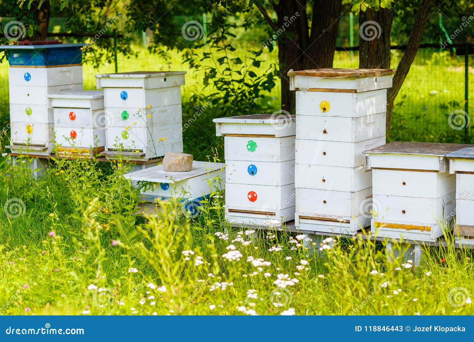 White Hives of Bees in the Apiary. Stock Image - Image of colony ...