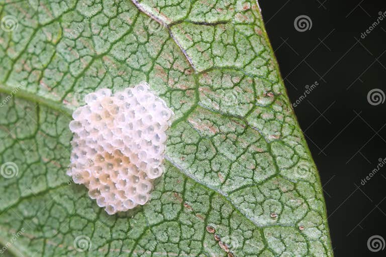 White Hollow Bug Eggs on a Green Leaf in a Garden Stock Image - Image ...