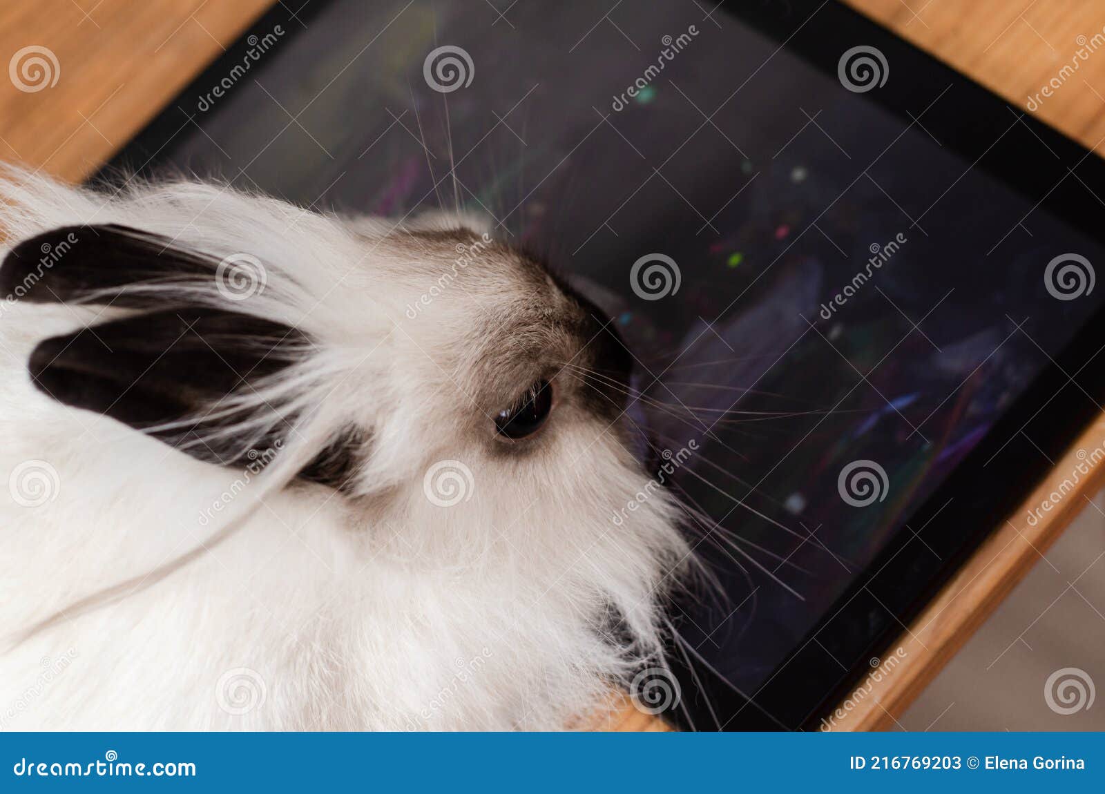 White Home Cute Rabbit Watching Tablet Stock Image - Image of ...