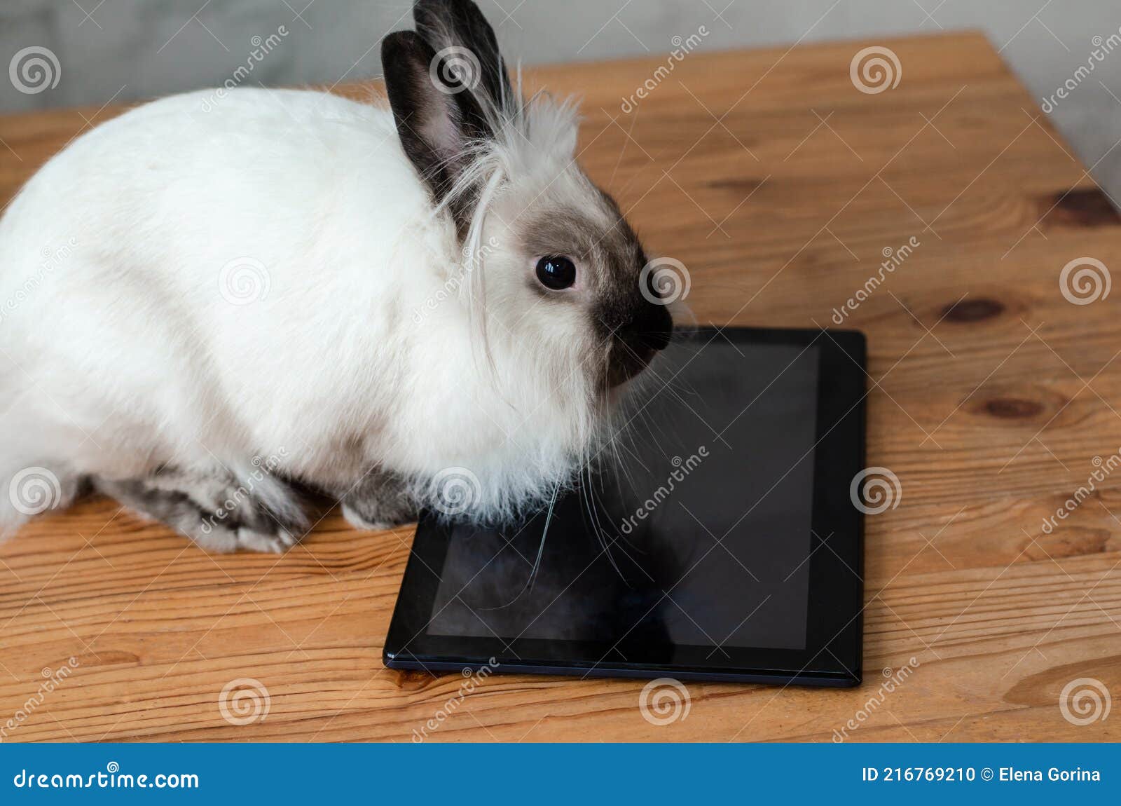 White Home Cute Rabbit Watching Tablet Stock Photo - Image of beautiful ...