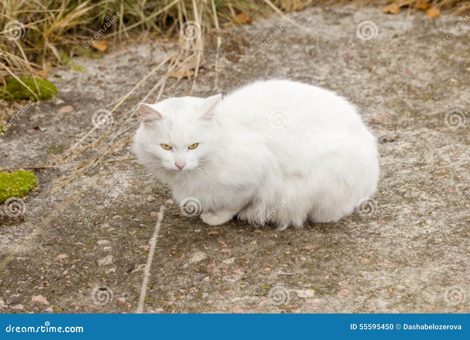 White Homeless Cat on Trail Stock Photo - Image of middle, life: 55595450