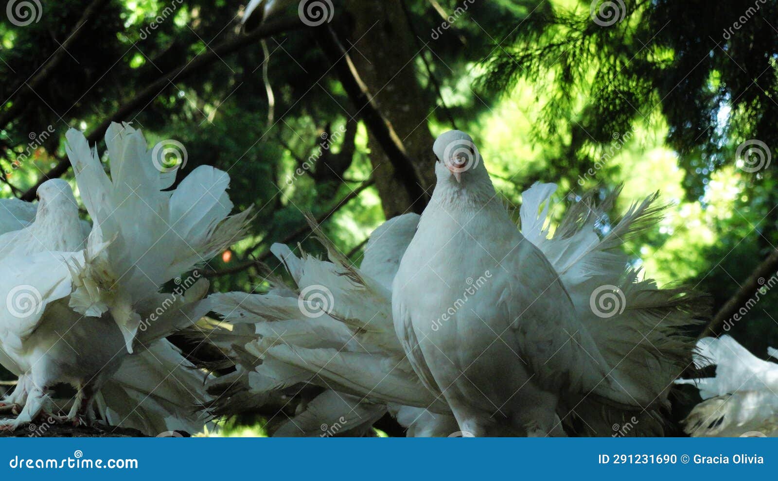 White homing pigeon stock photo. Image of bird, pigeon - 291231690