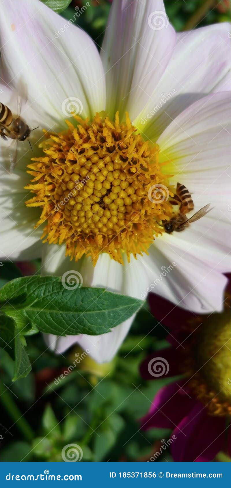 White Honeybees Peace Nature Fullview Stock Photo - Image of honeybee ...