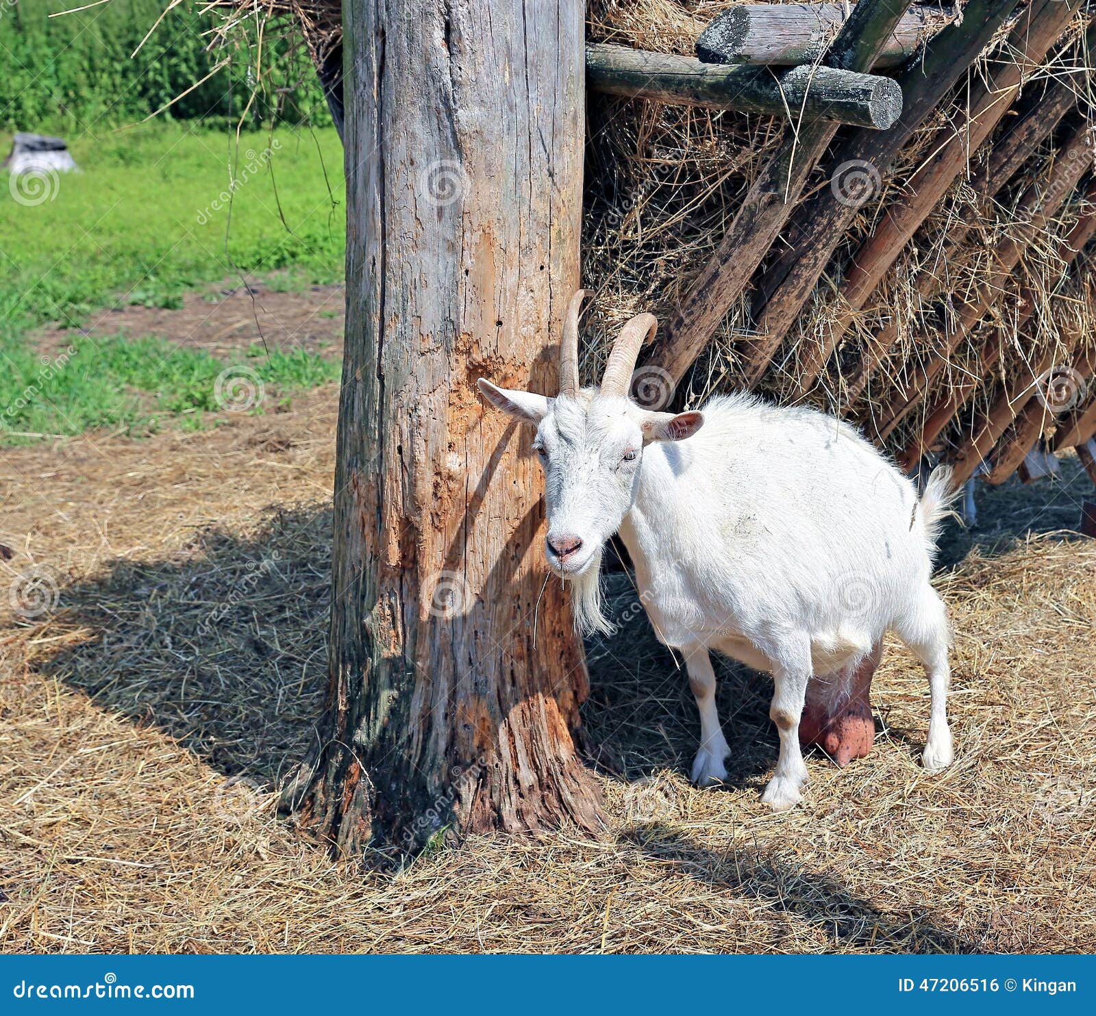 White Horned Goat on the Farm Stock Photo - Image of straw, horned ...