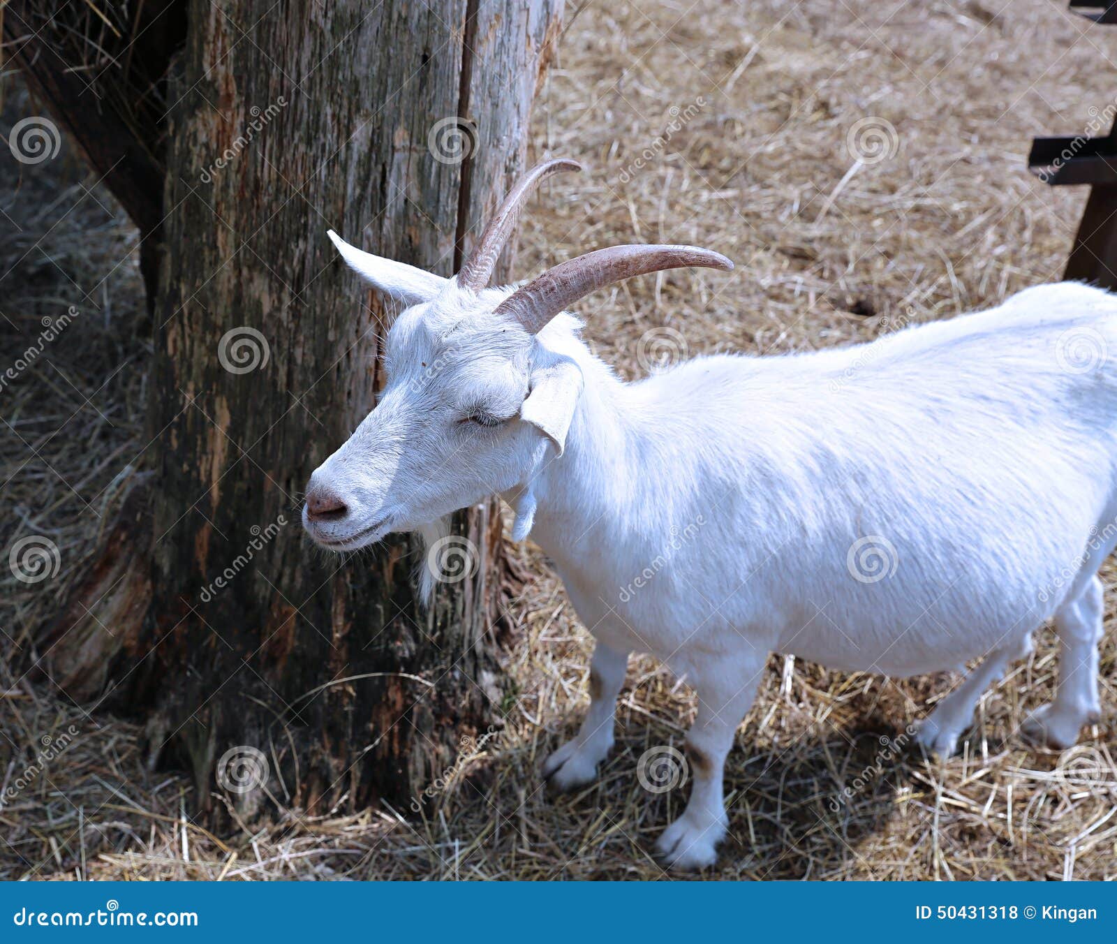 White Horned Goat on the Farm Stock Photo - Image of milk, udder: 50431318