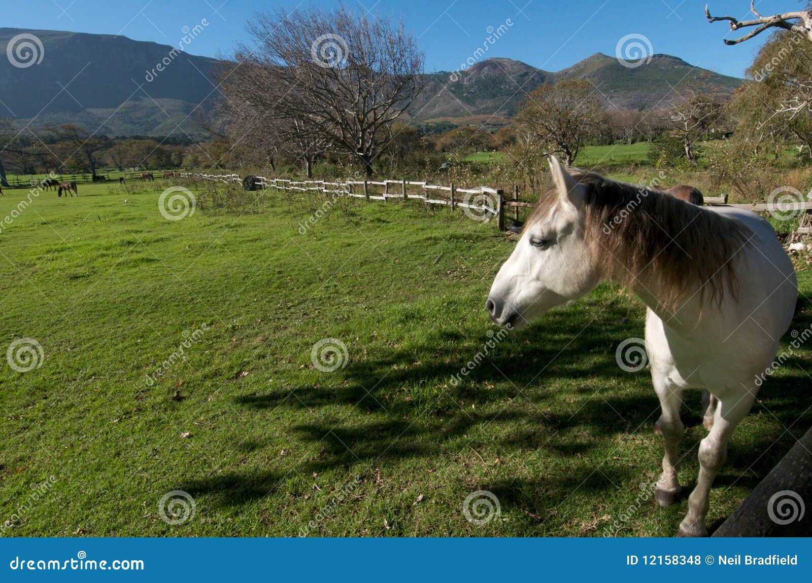 Green Meadoe Stock Photos - Free & Royalty-Free Stock Photos from ...