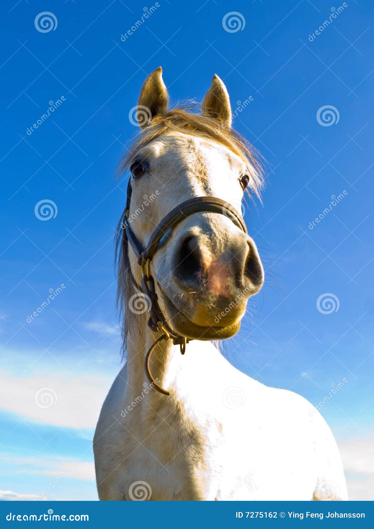 White horse stock photo. Image of beautiful, racing, white - 7275162