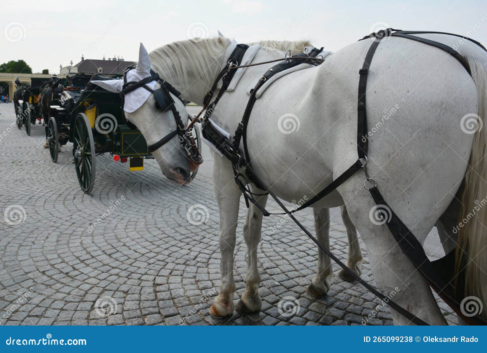 White Horse Drawn Carriage Looking Back Stock Photo - Image of carriage ...