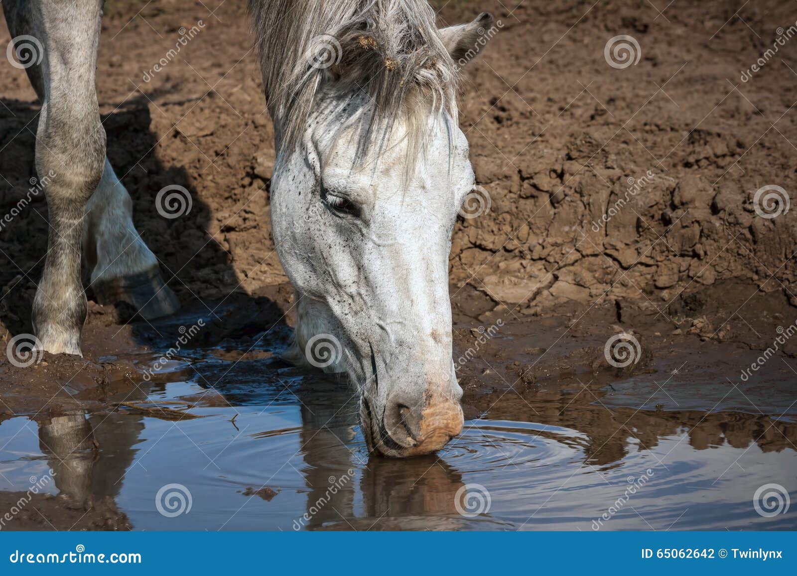 White horse drinking water stock photo. Image of bodies - 65062642