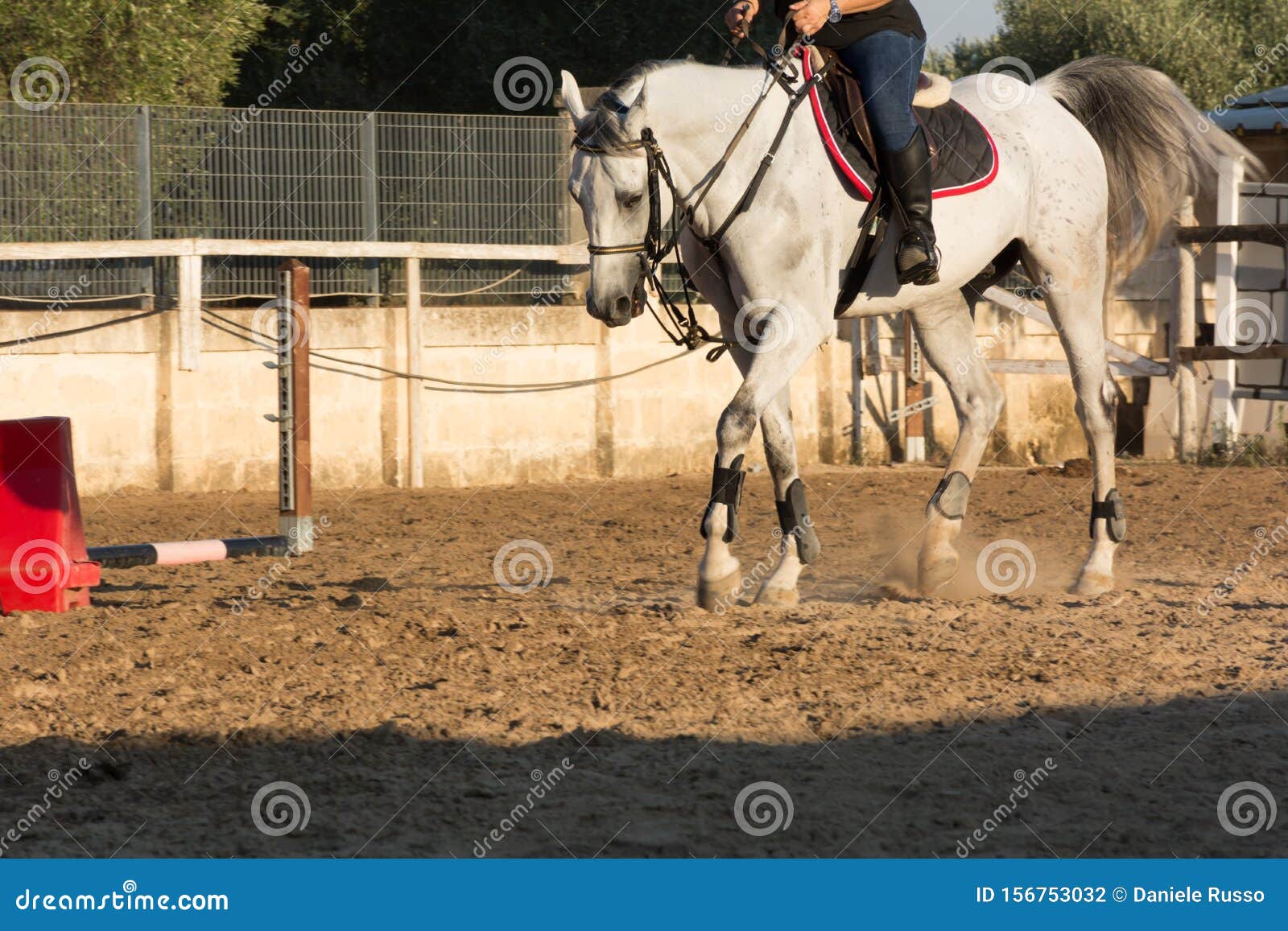 White Horse during Equestrian School Training Stock Photo - Image of ...