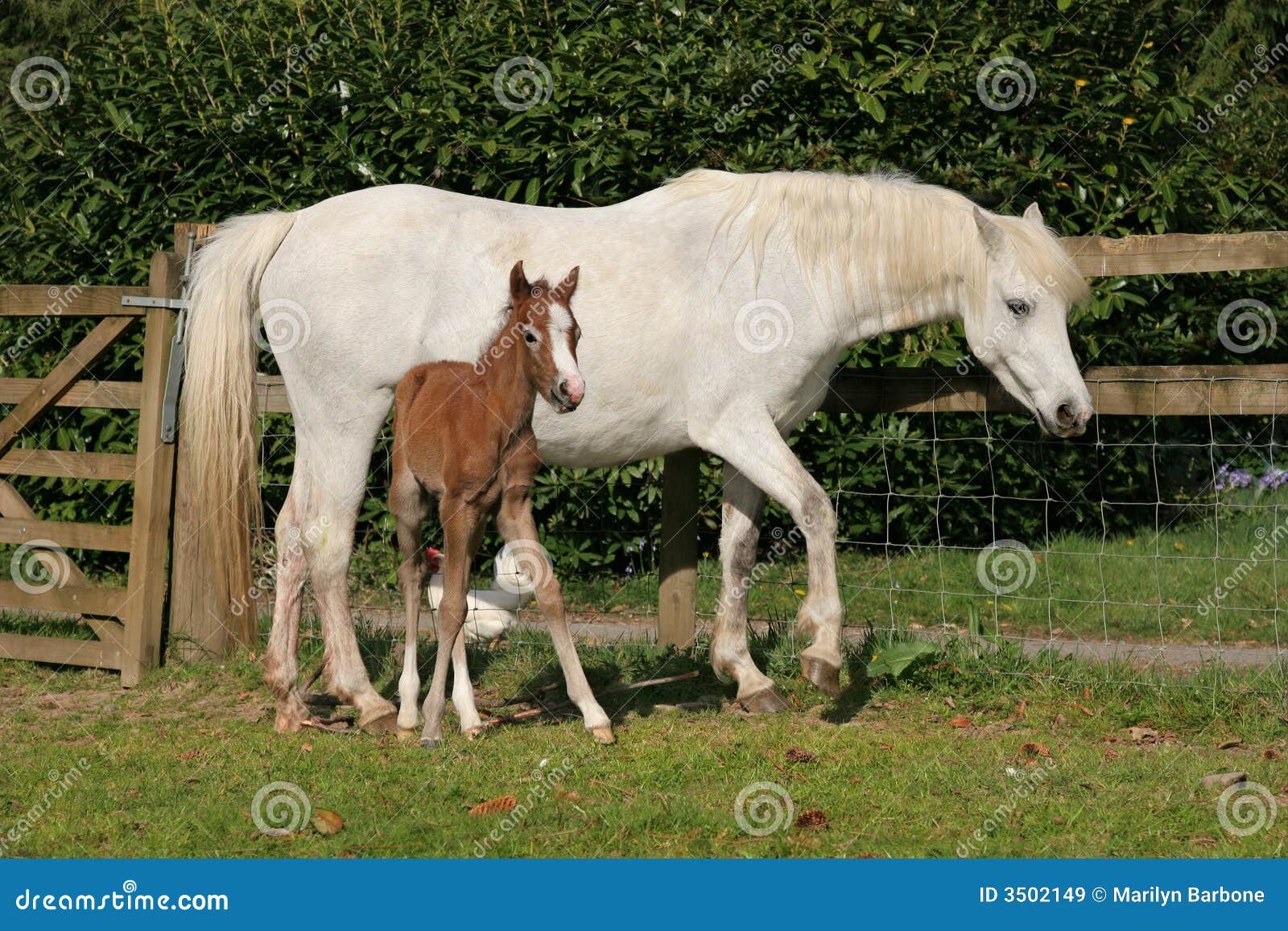 White Horse and Foal stock image. Image of peace, adorable - 3502149